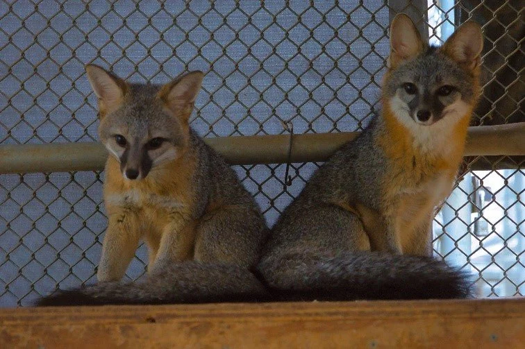 Grey Fox