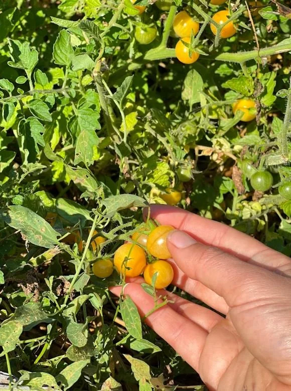 Garden — Rancho Compasión