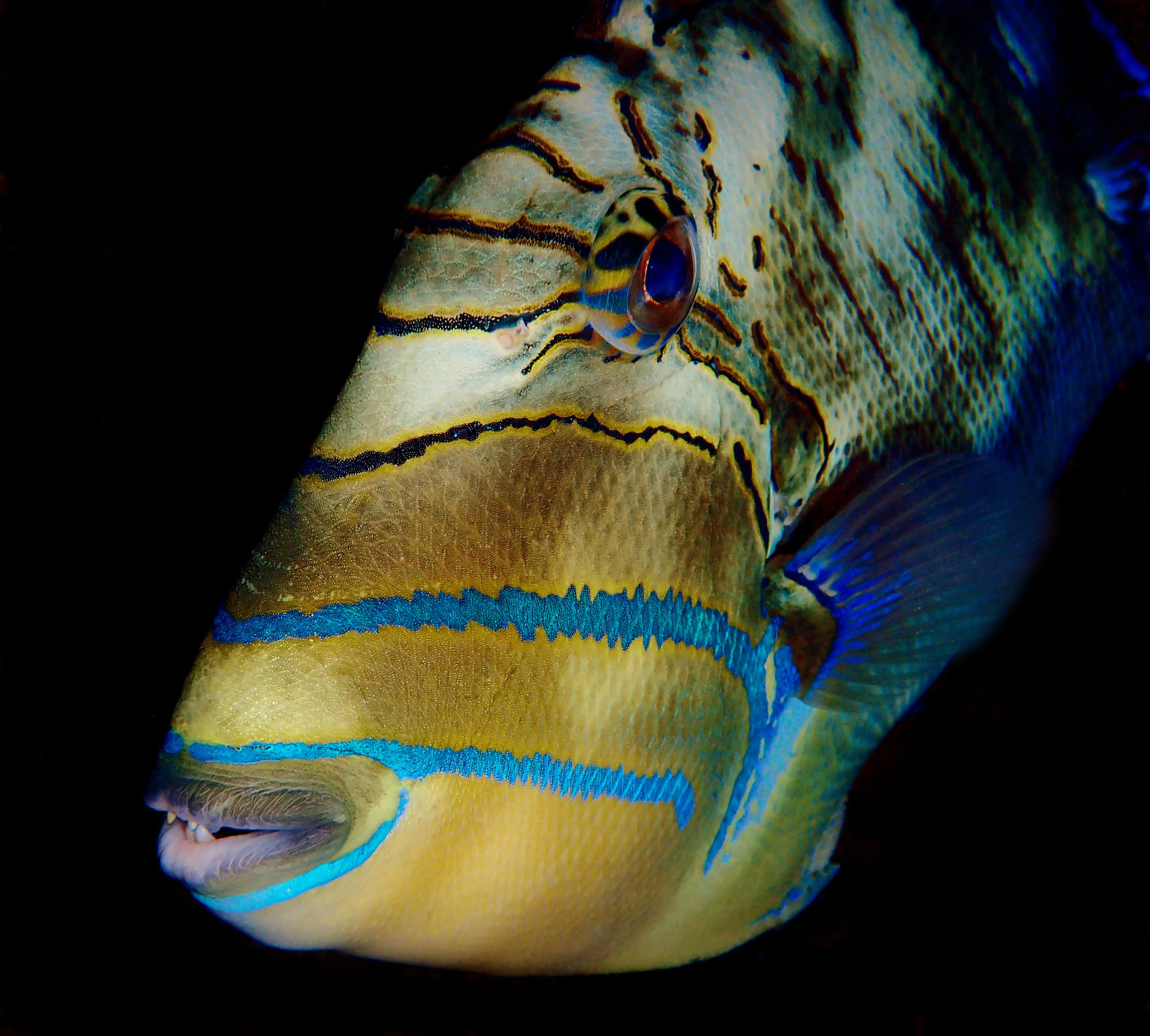 Juvenile Queen Triggerfish