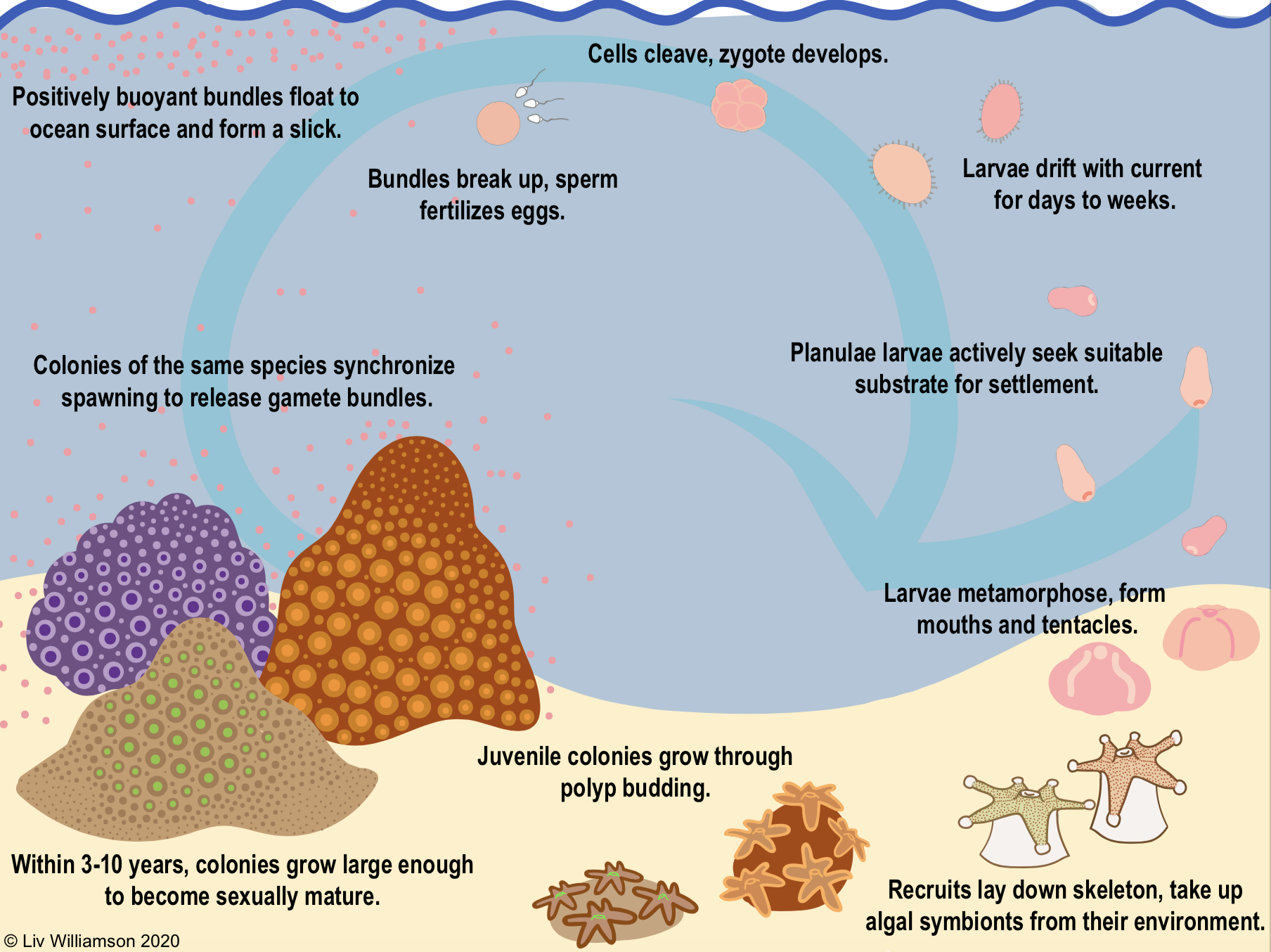 Coral Life Cycle