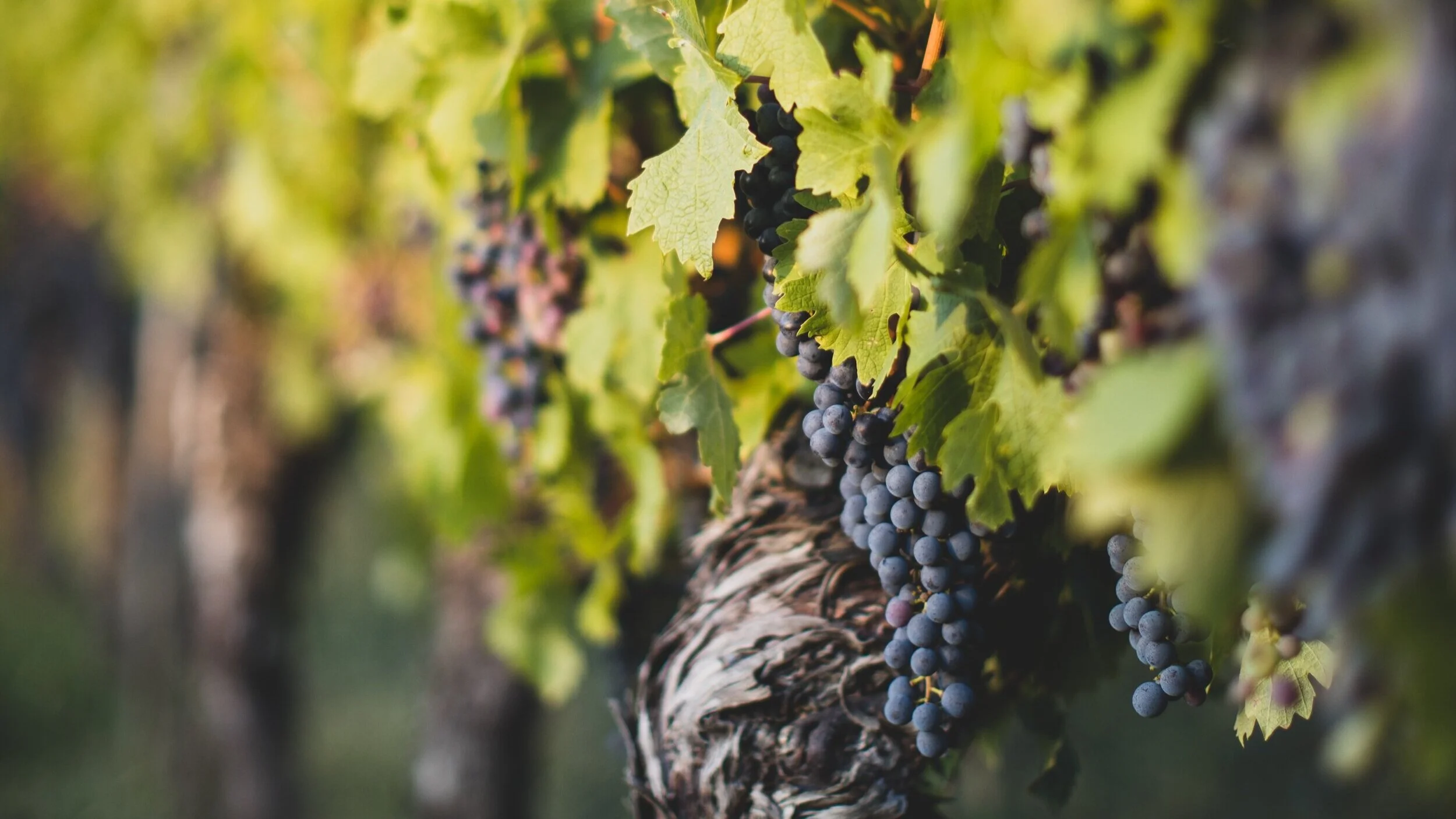 Walter Brueggemann - What Naboth Teaches Us Today Part II — Church Anew