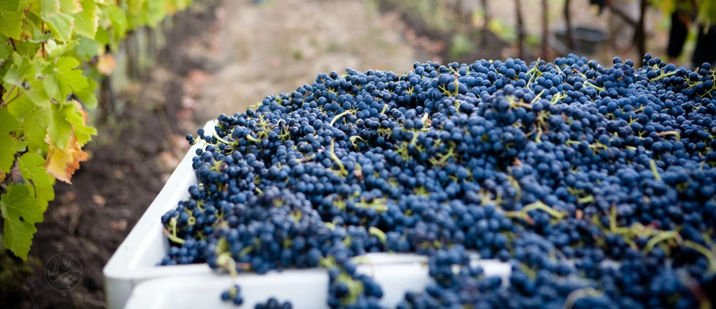 Walter Brueggemann - What Naboth Teaches Us Today Part IV — Church Anew