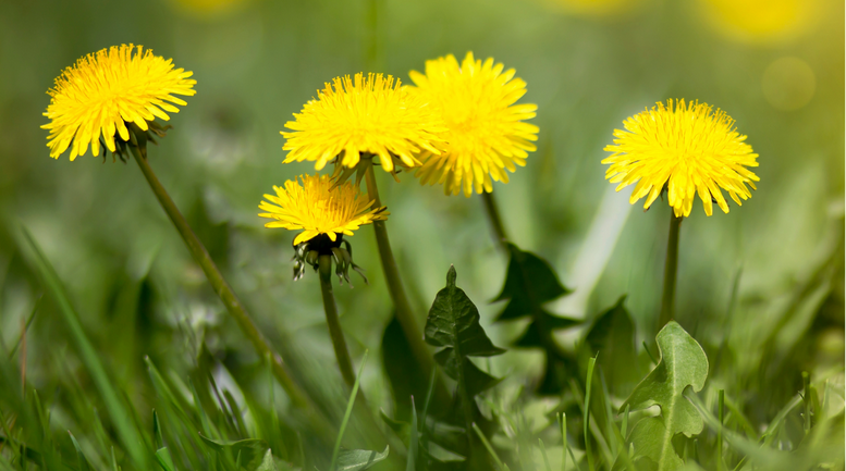 The Sacred Ordinary: Are Dandelions Here to Save the World? — Church Anew