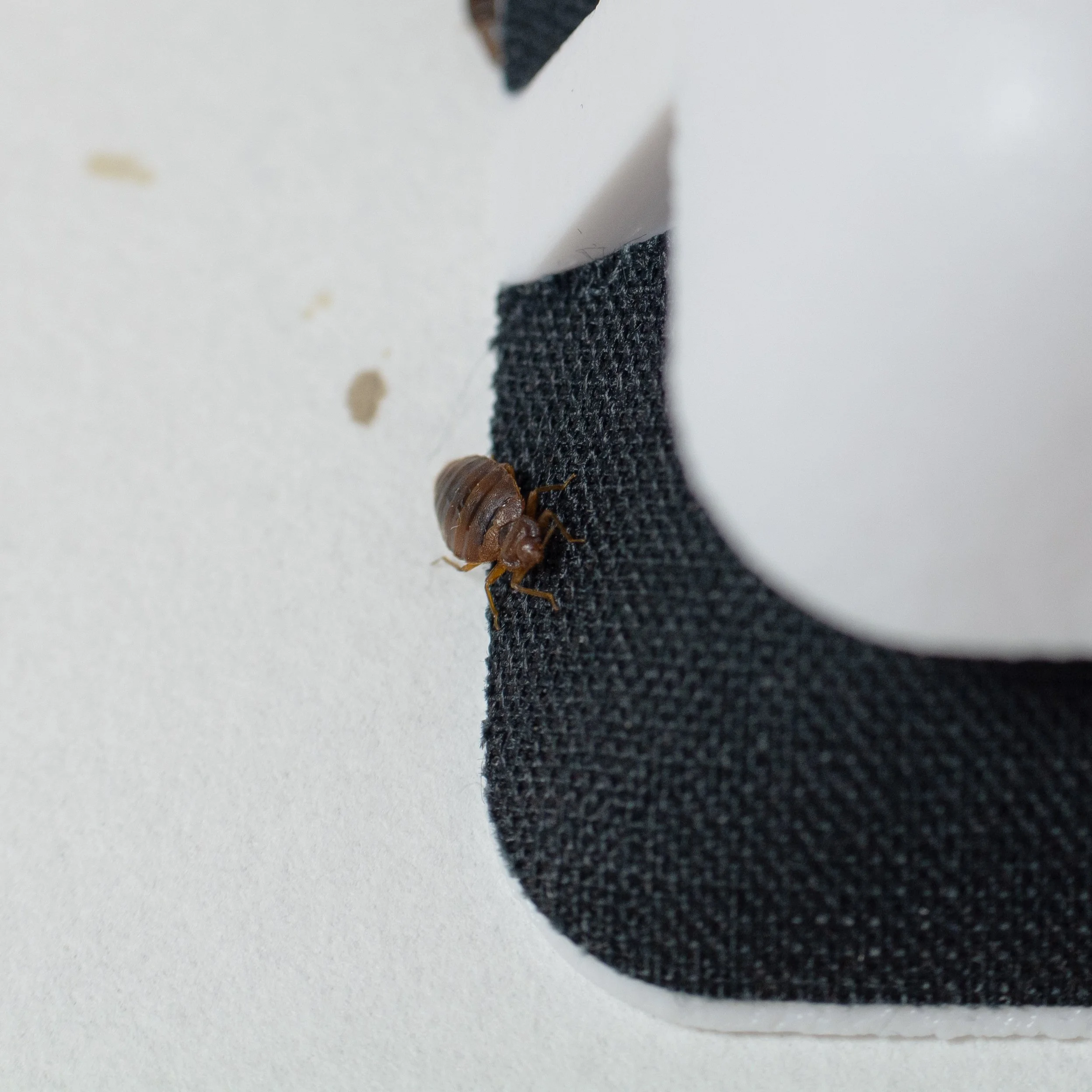 Engineering a Revolution in Pest Control: How Spotta Combines ...