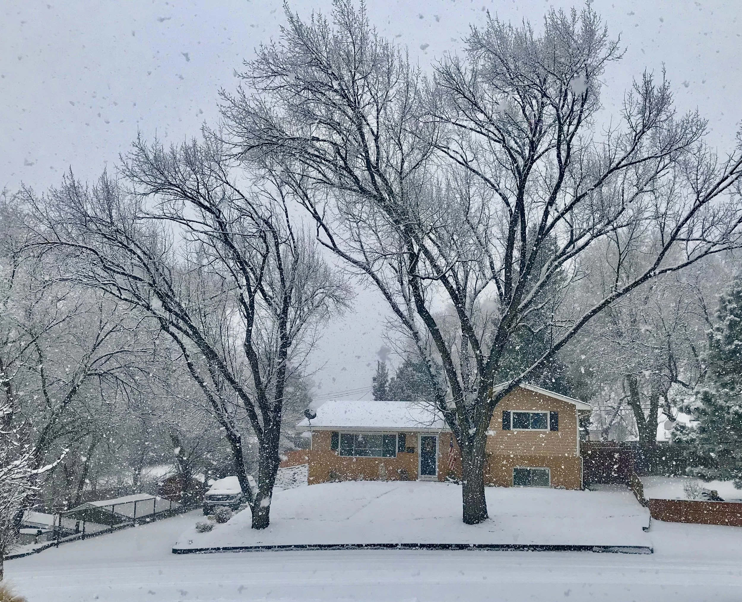 Residential Tree Service — Tall Timbers Tree & Shrub Service - Colorado ...