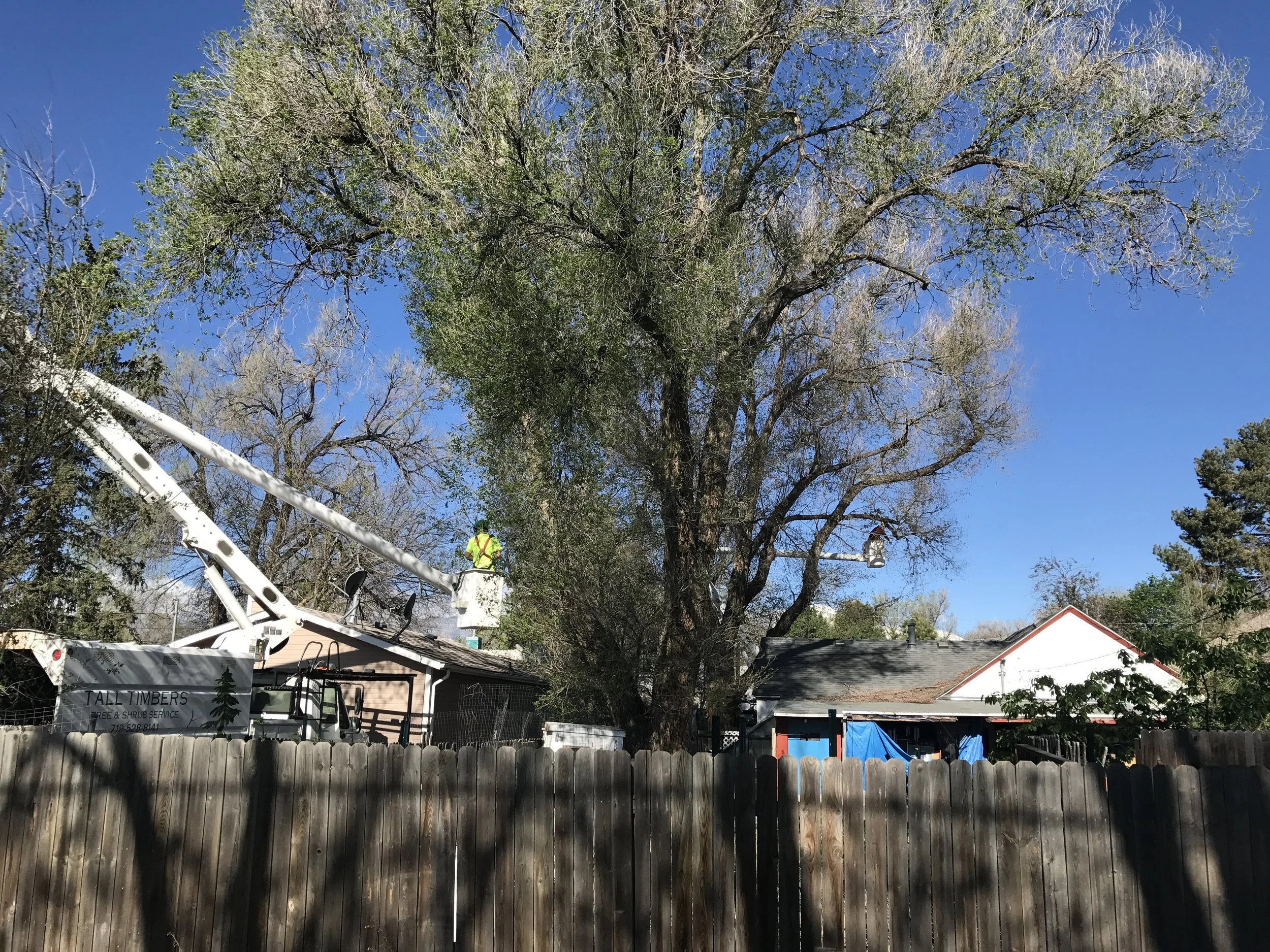 Residential Tree Service — Tall Timbers Tree & Shrub Service - Colorado ...