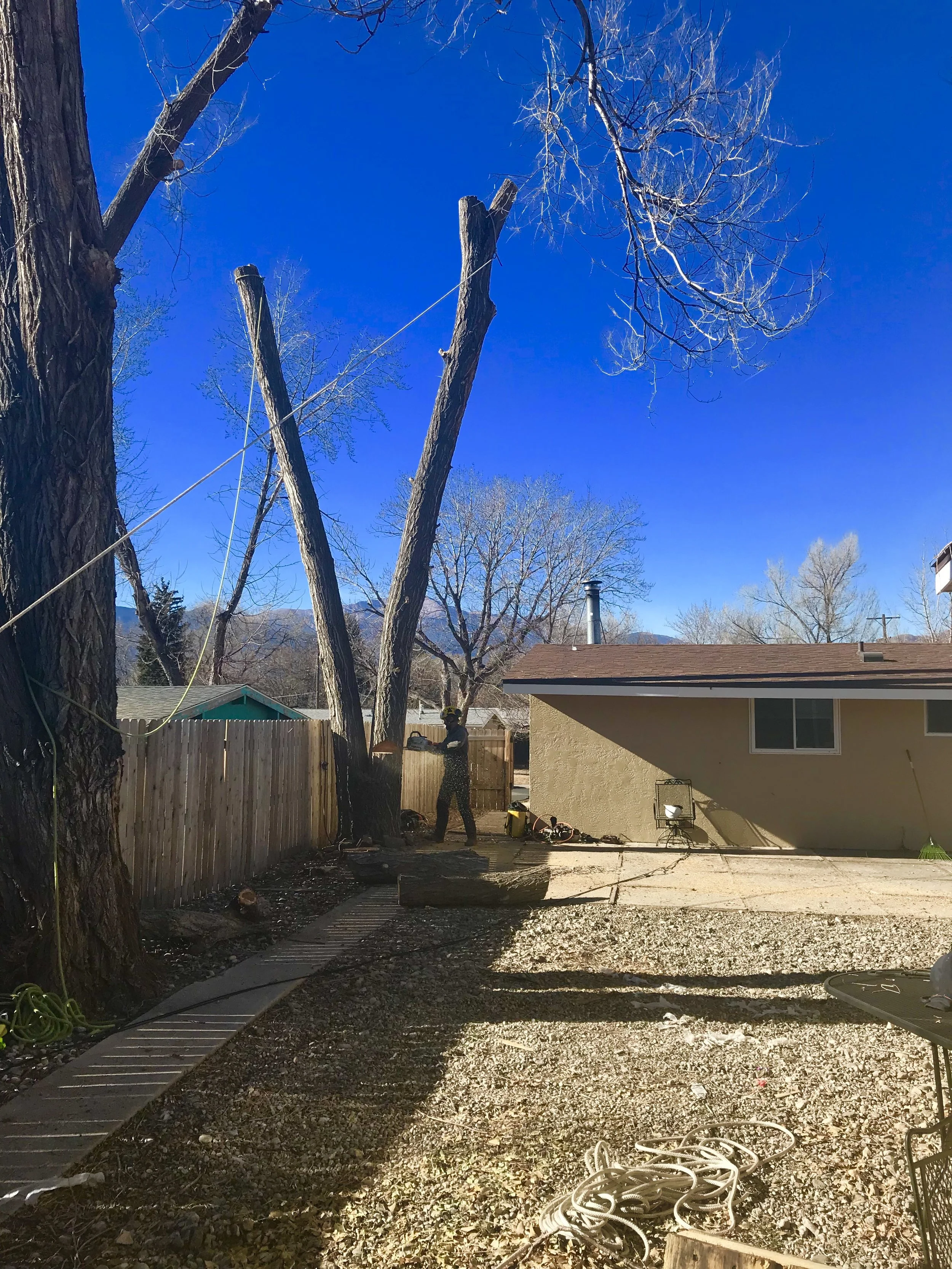 Residential Tree Service — Tall Timbers Tree & Shrub Service - Colorado ...
