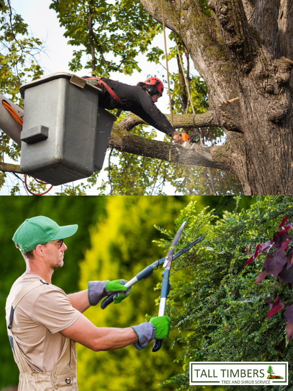 Enhance landscape beauty and ensure tree health through tree trimming ...