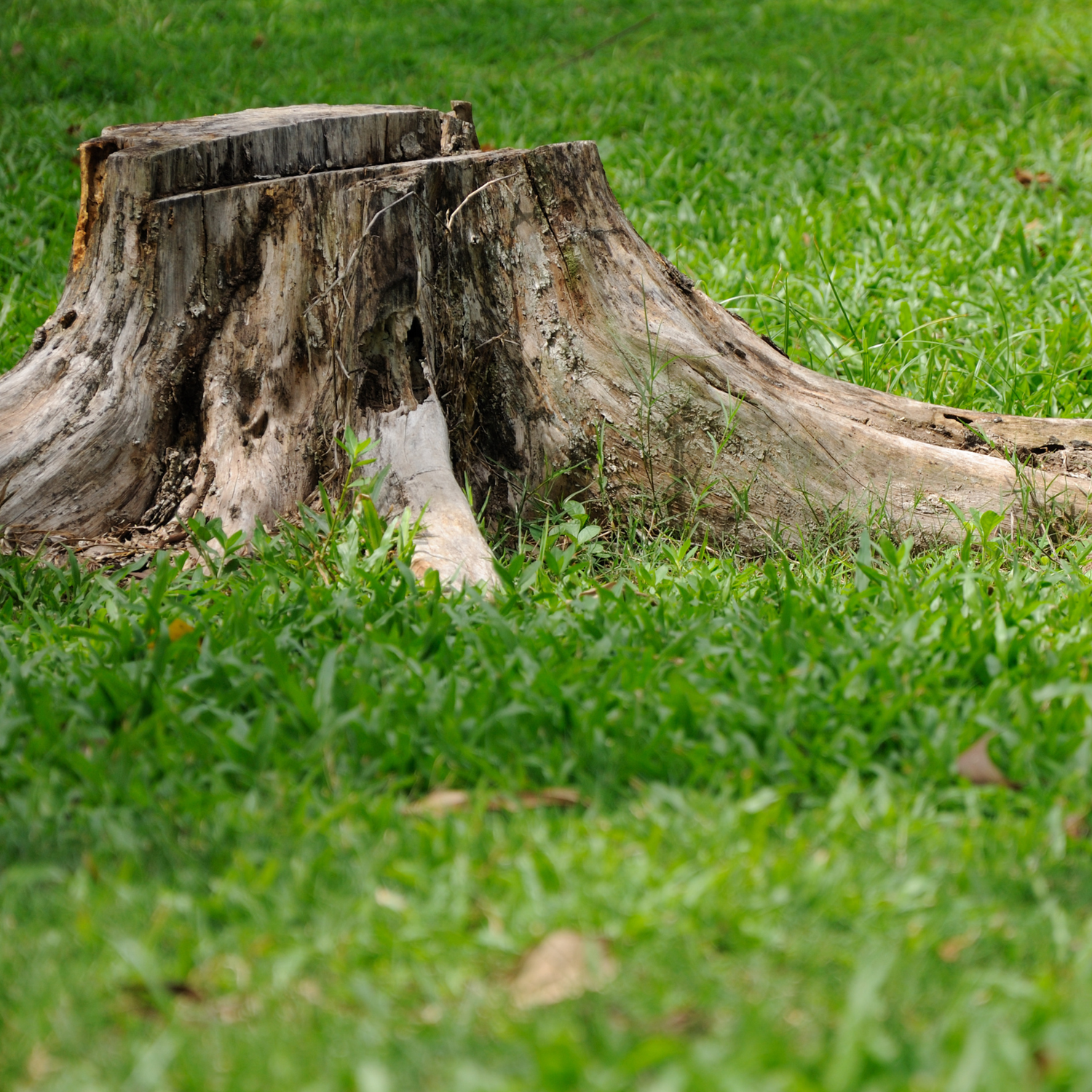 Say Goodbye to Stumps for Good: Expert Tips on Stump Grinding and ...