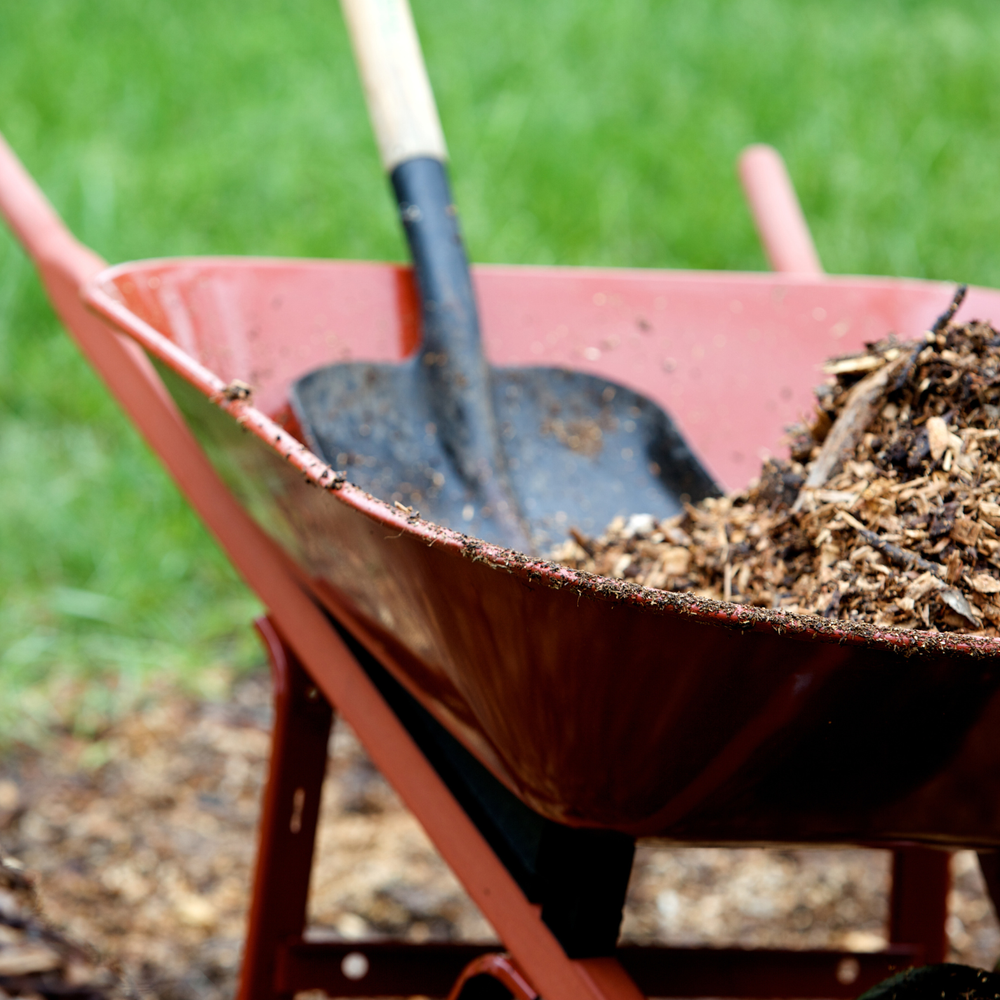 Revitalize Your Trees: The Ultimate Guide to Mulching and Soil ...