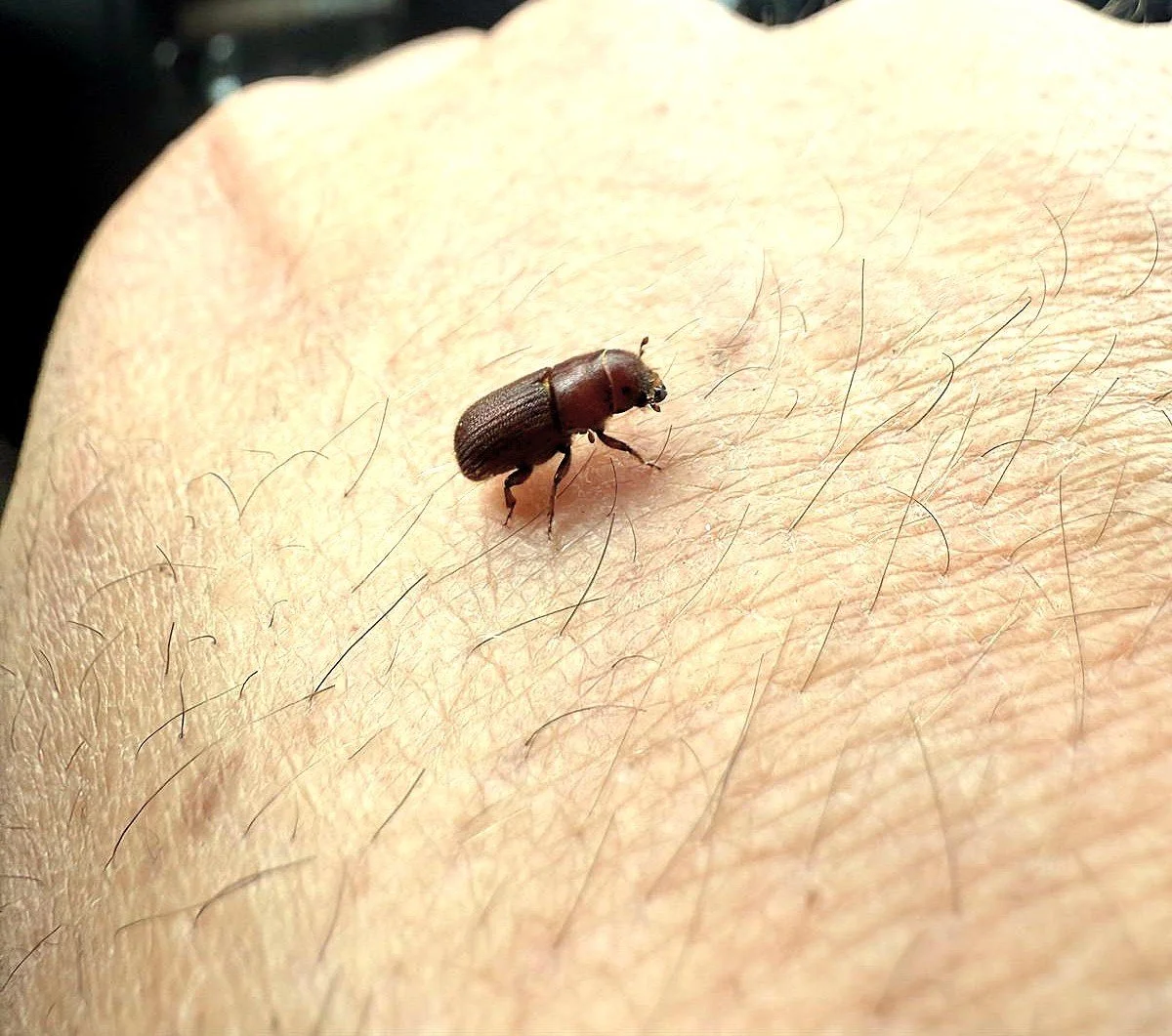 Mountain Pine Beetle Risk in Colorado Springs, Black Forest, and Castle ...