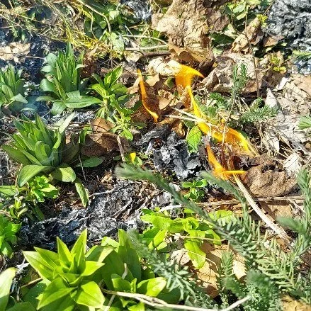 Burn Plan Writing — Michigan Prescribed Fire Council