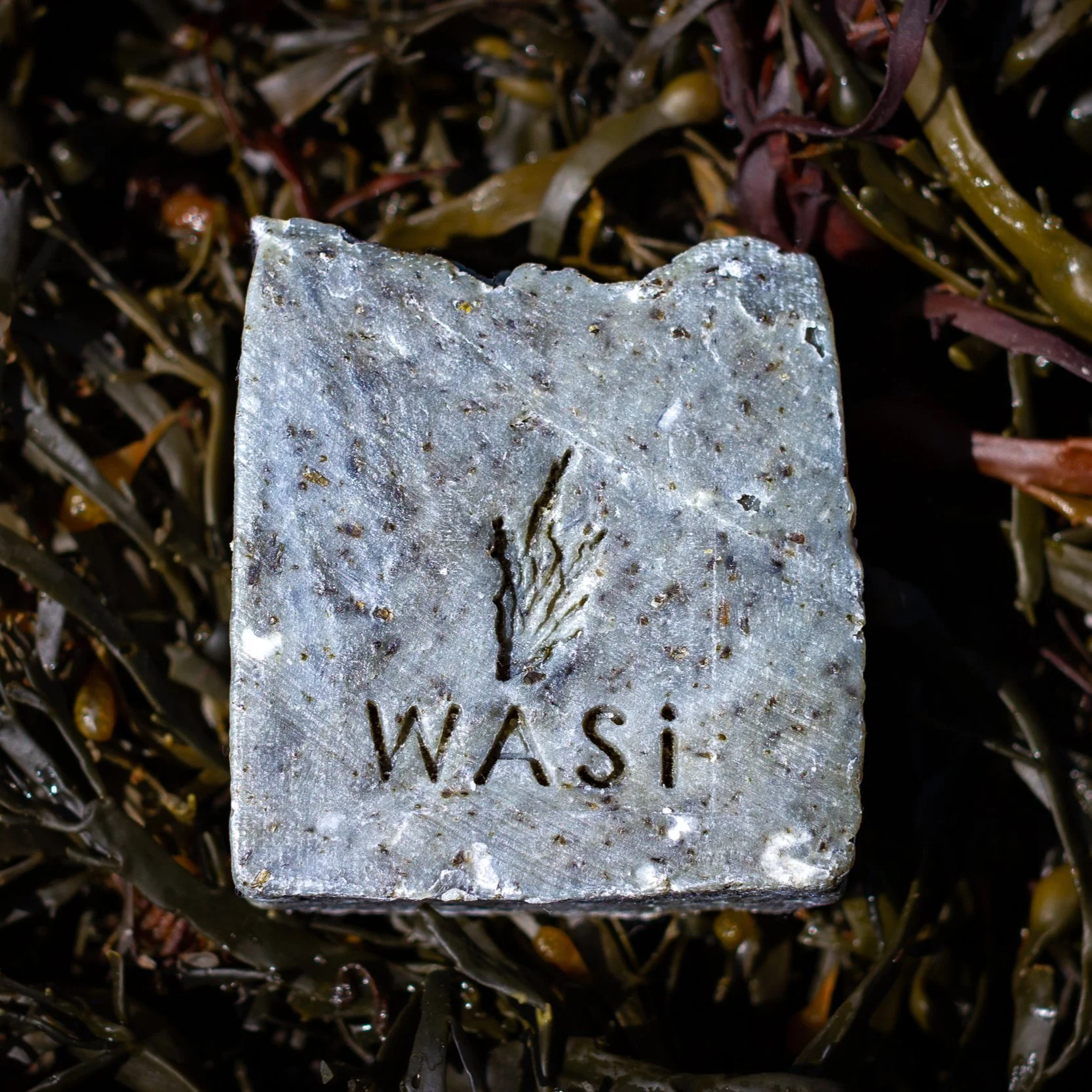 Infused Facial Oil — WASI