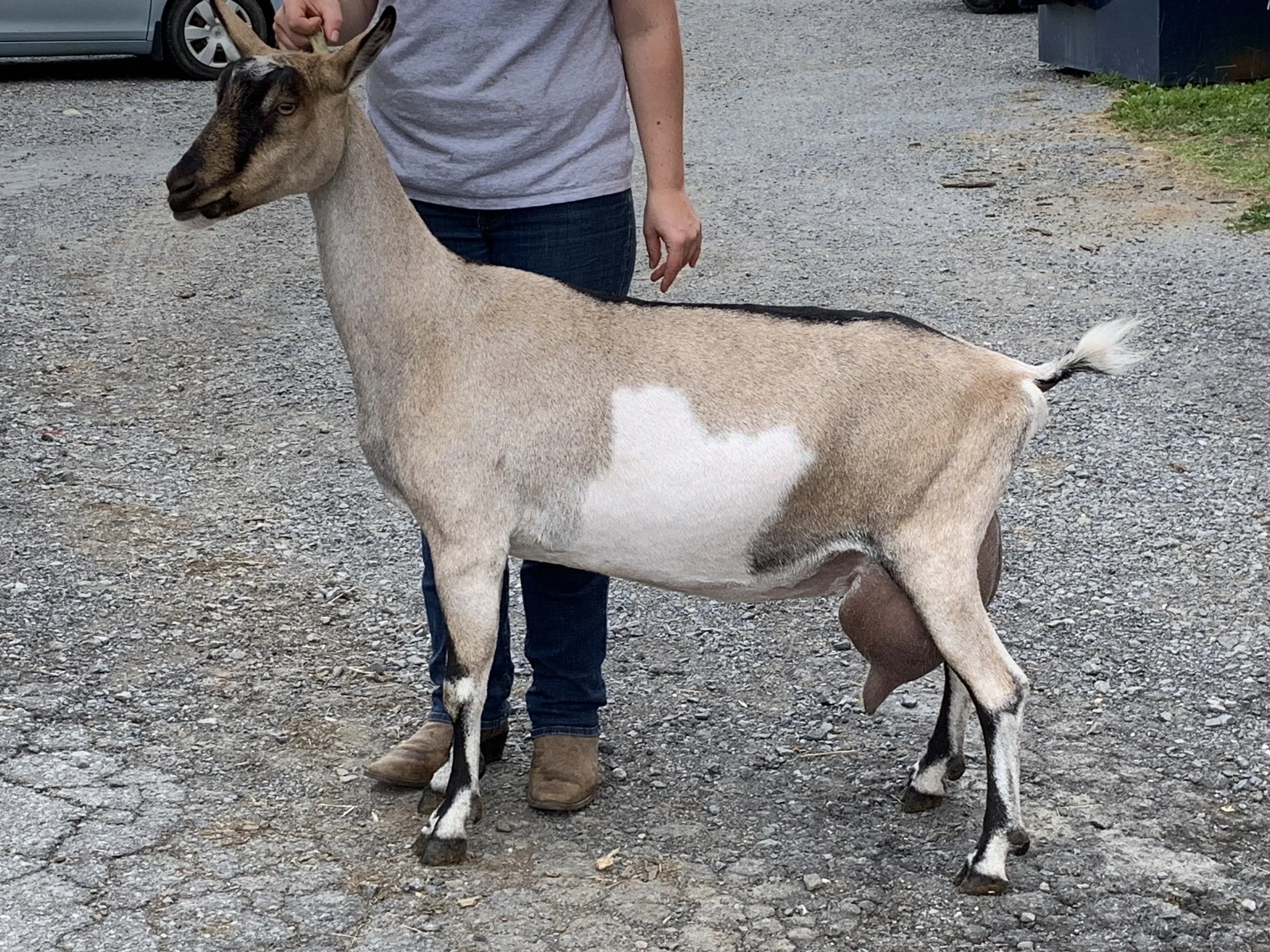French Alpine Goats