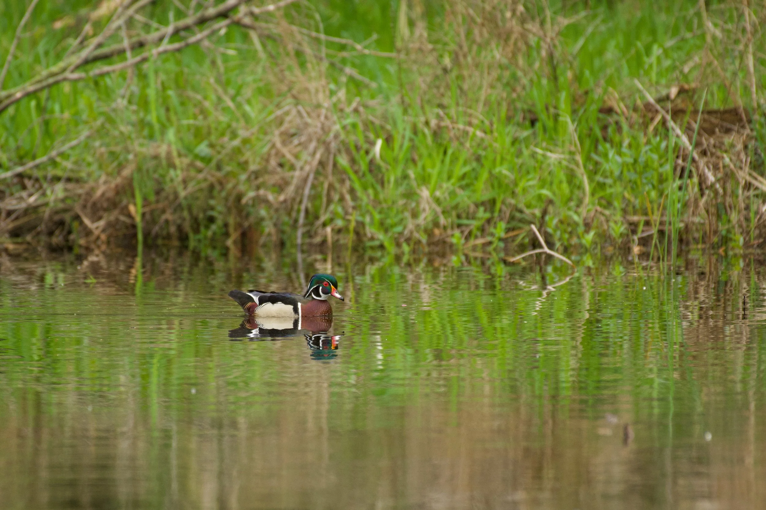 Northern Neck Master Naturalists