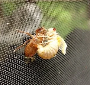 Northern Neck Master Naturalists