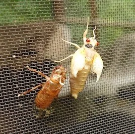 Northern Neck Master Naturalists