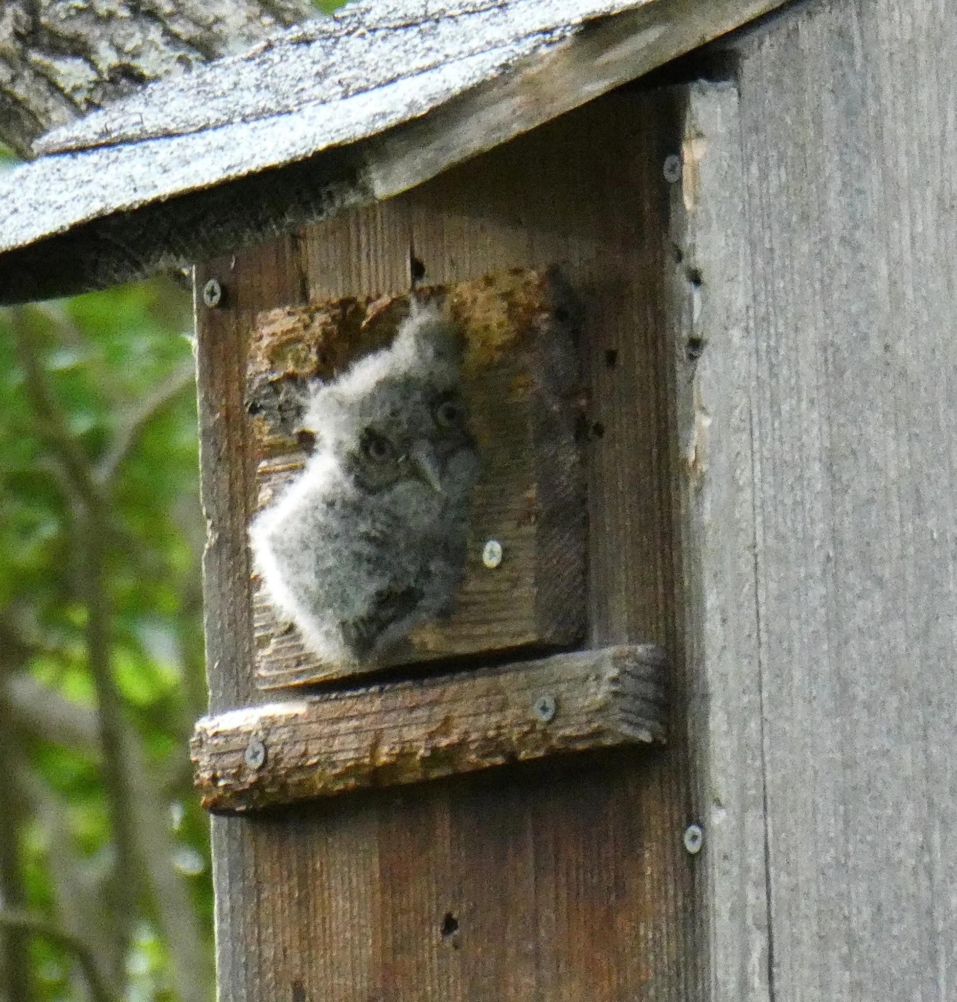 Northern Neck Master Naturalists