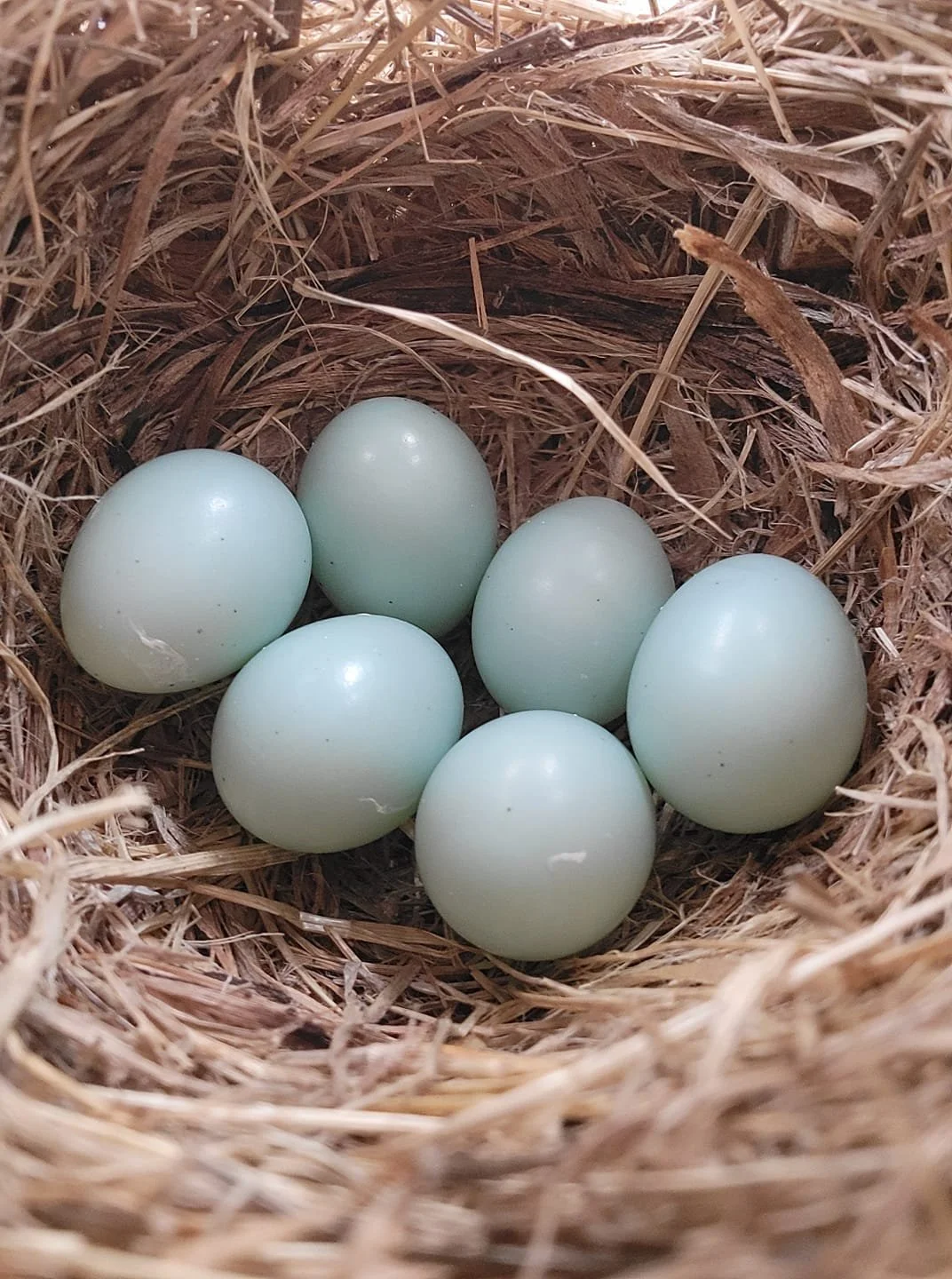 Northern Neck Master Naturalists