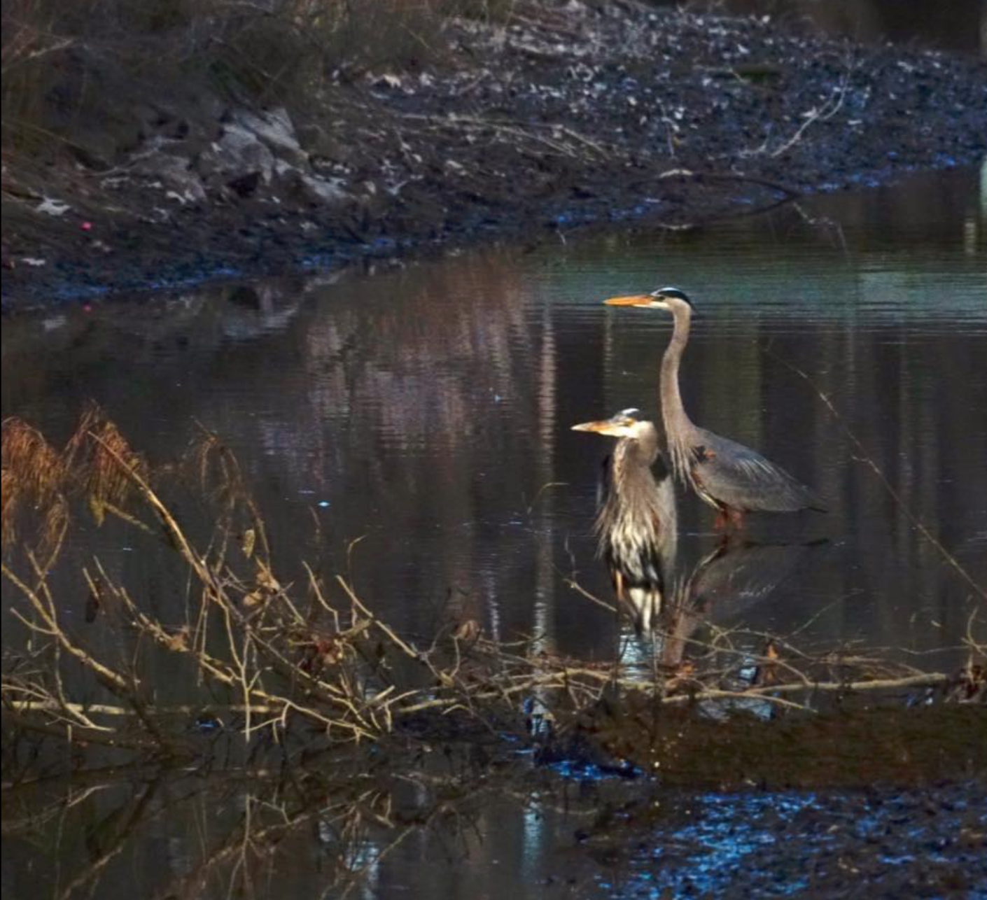 Northern Neck Master Naturalists