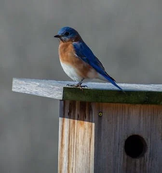 Northern Neck Master Naturalists
