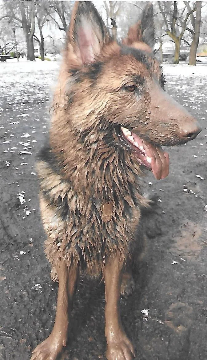 D'Jango - Dog of the Month - September — No Bonz About It