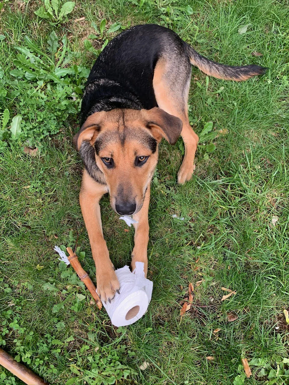 American Foxhound German Shepherd Mix