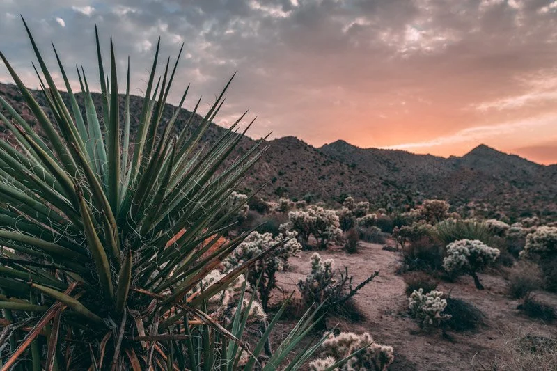 Guide to a Joshua Tree National Park Elopement — Erika El Photography ...