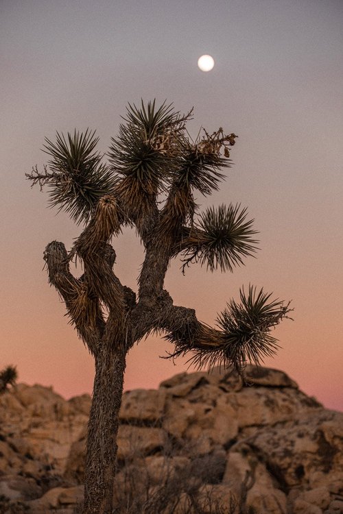 Guide to a Joshua Tree National Park Elopement — Erika El Photography ...
