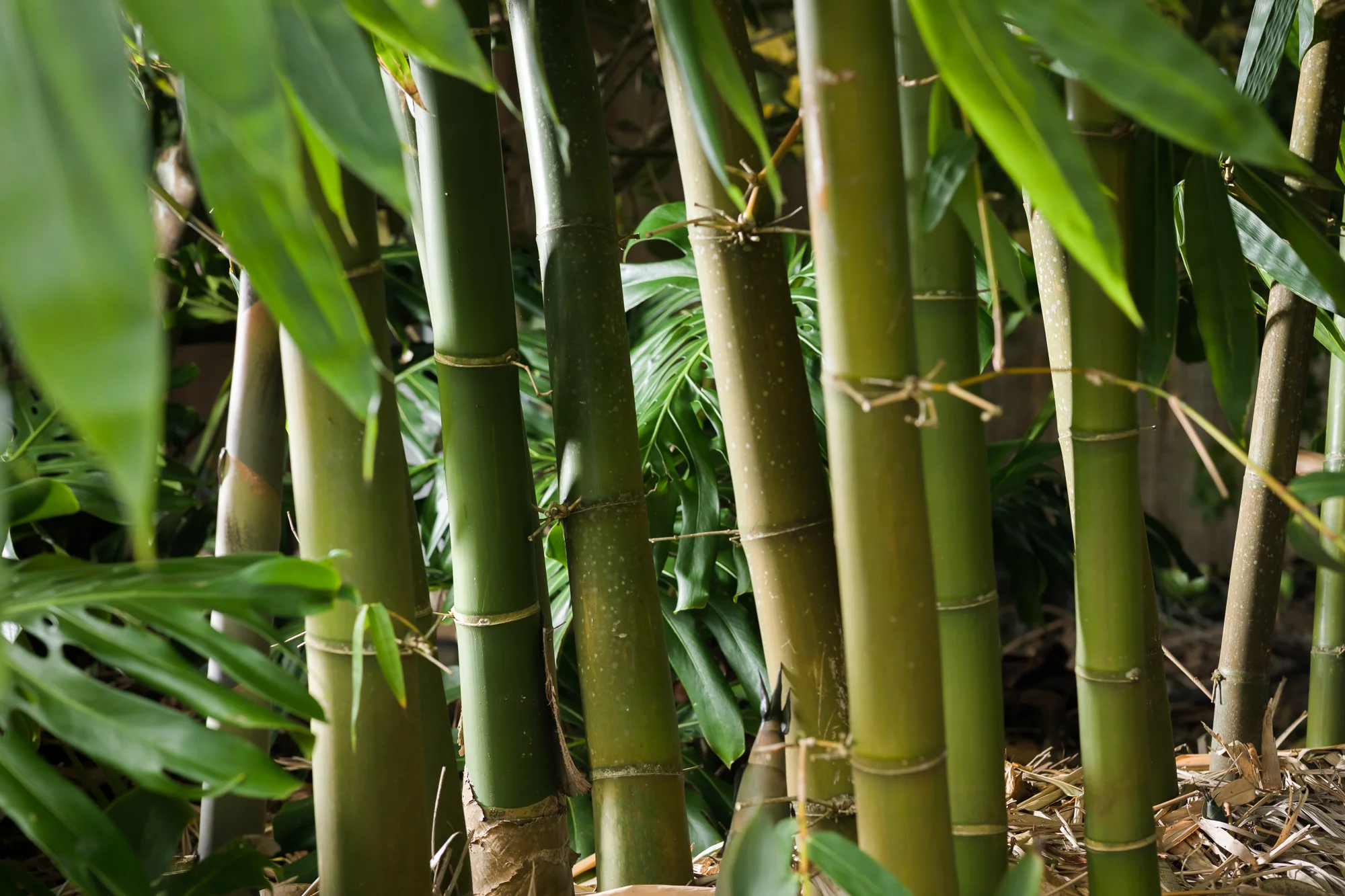 Tree Services Auckland | Tree Fellas