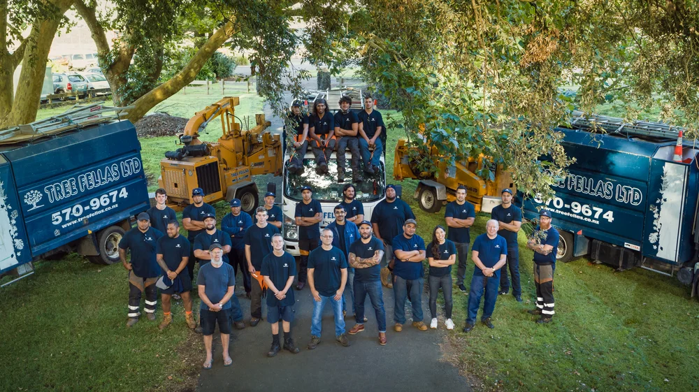 Tree Felling Auckland | Expert Arborists | Tree Fellas