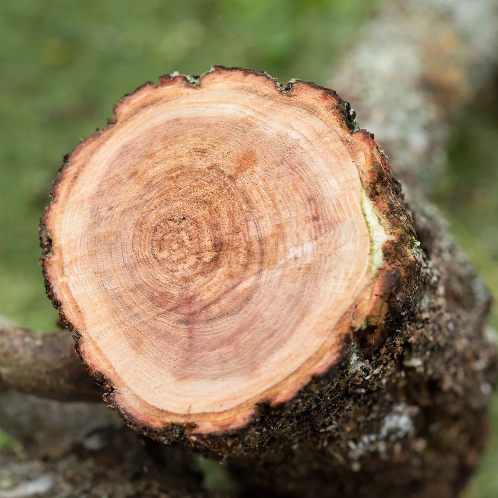 Arborists Auckland | Tree Fellas