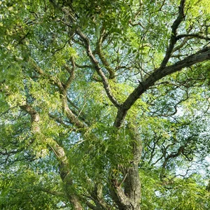 Arborists Auckland | Tree Fellas