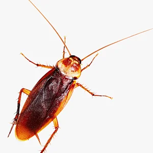 Central Valley Pest Services | Pest Control Fresno | Pest Control Clovis