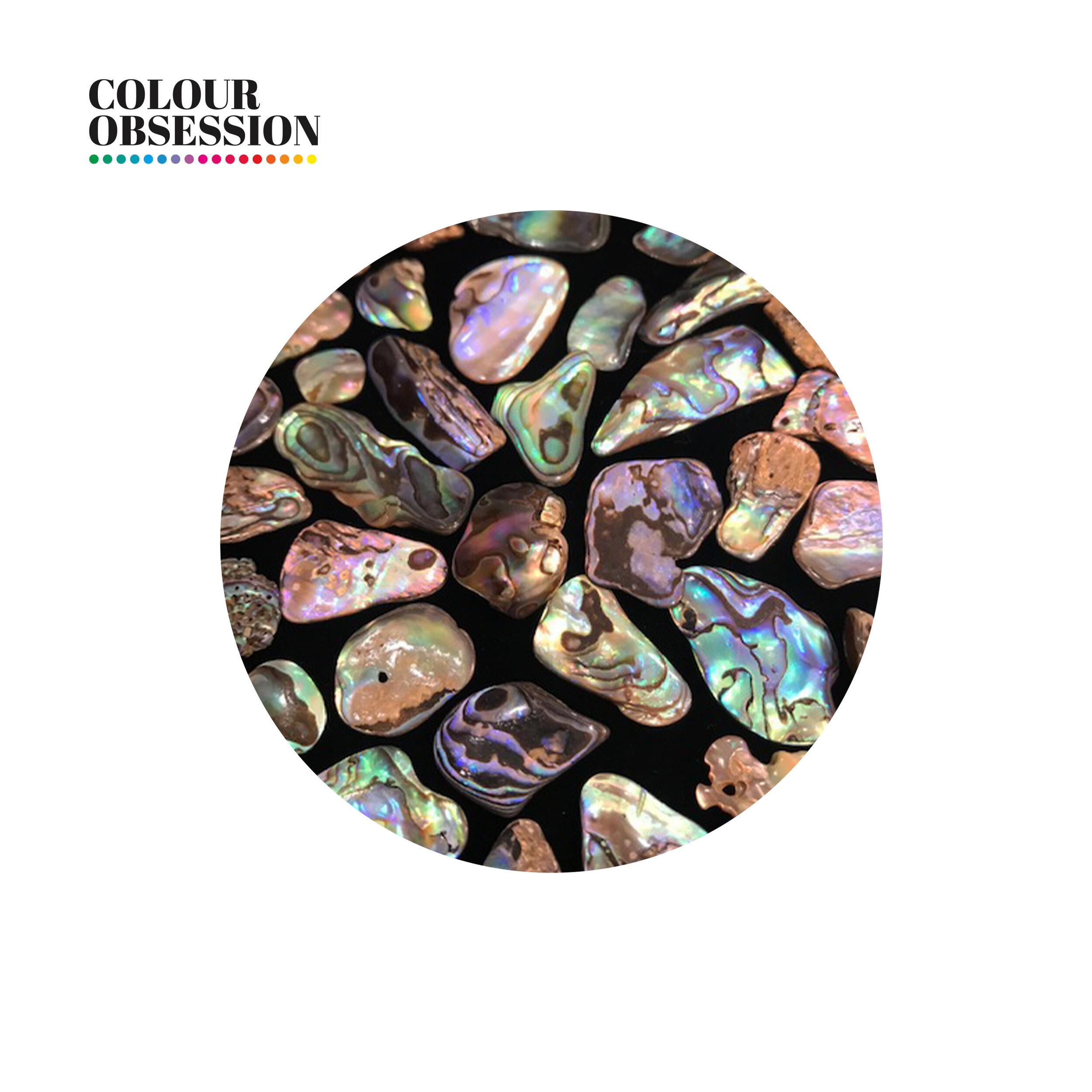 New Zealand Abalone Shells - Variety Pack — Colour Obsession New Zealand Abalone Shells - Variety Pack — Colour Obsession