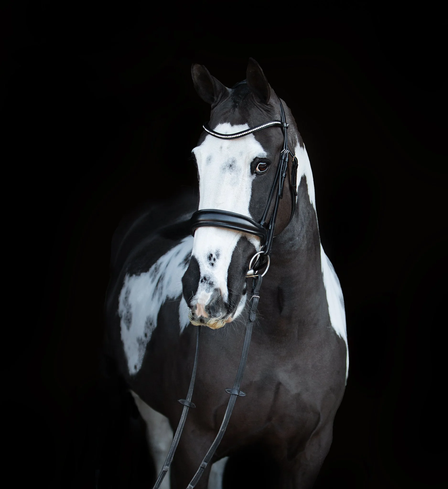 Horse Portraits — Elizabeth G Photography