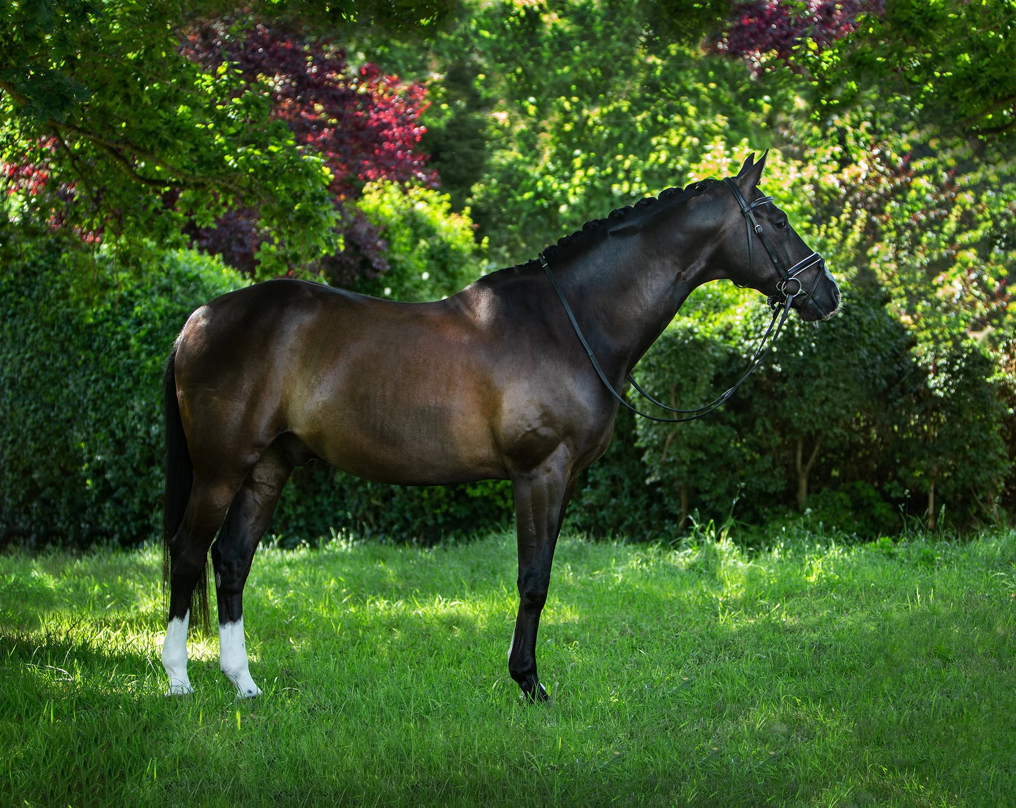 Fine Art Equine Photography by Elizabeth G Photography Kings Langley ...