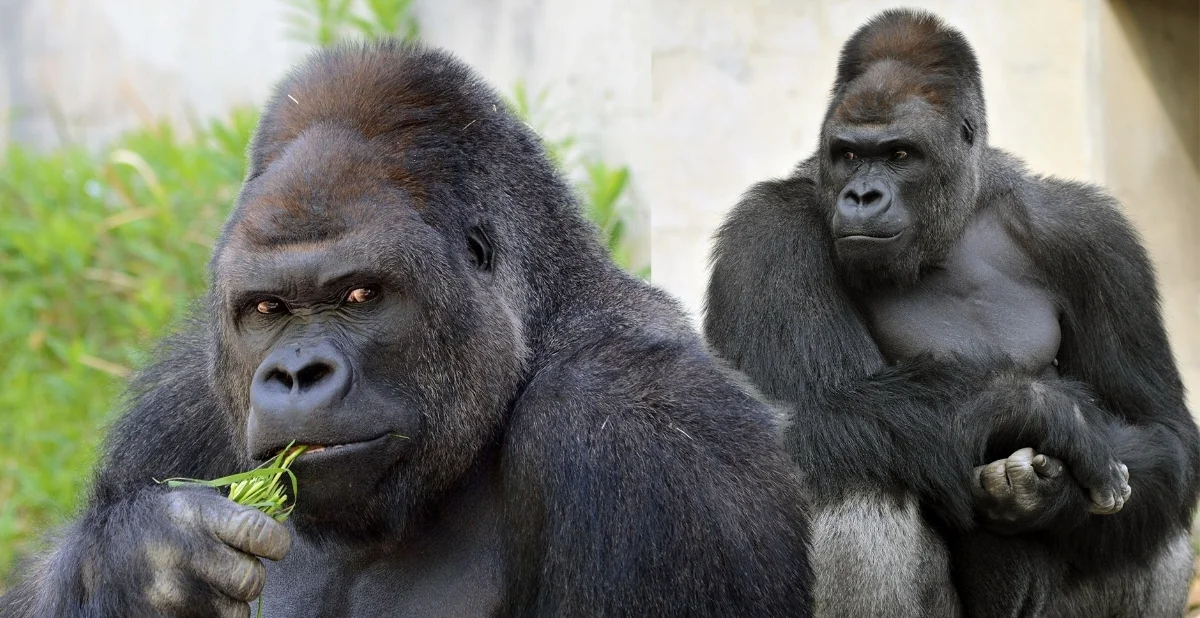 Worlds Largest Silverback Gorilla