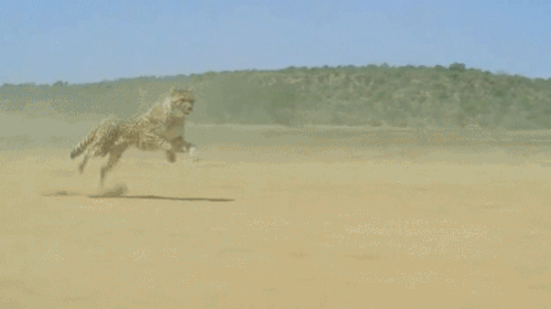 Running Cheetah Animated Gif