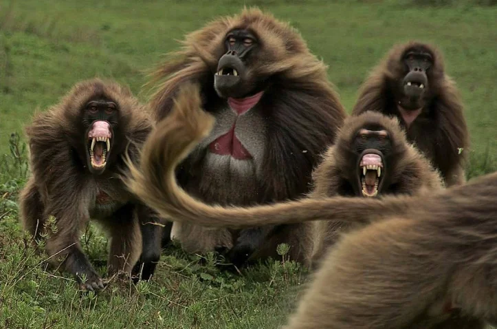 Gelada Baboon Teeth