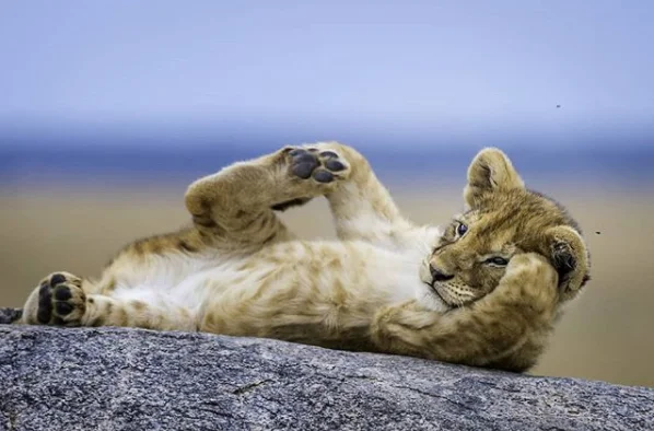 Relaxed Animals