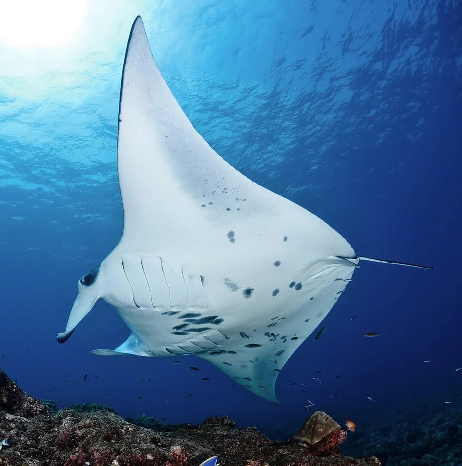 Kona Sea Adventures - Manta Swim