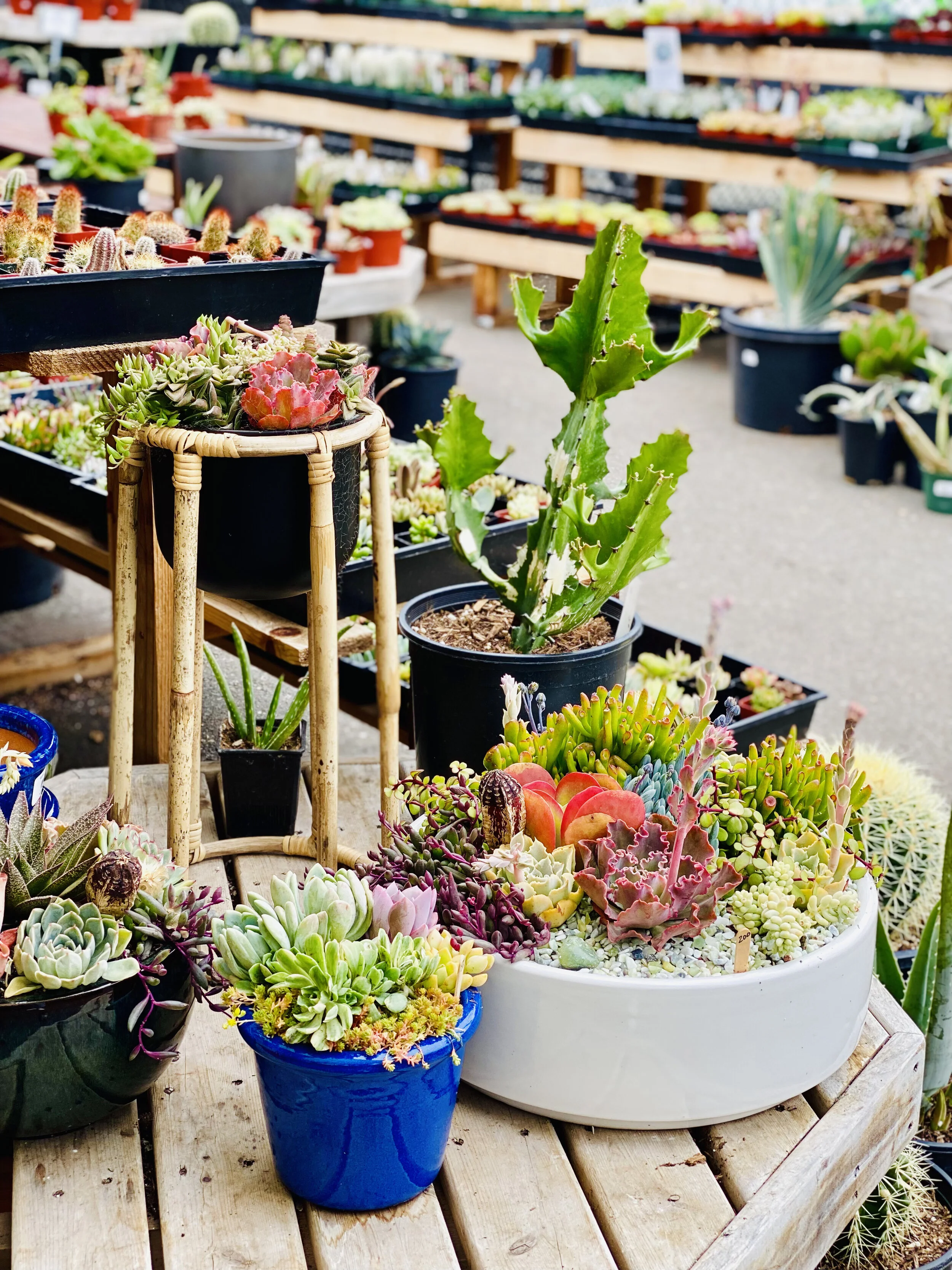 broadway terrace nursery