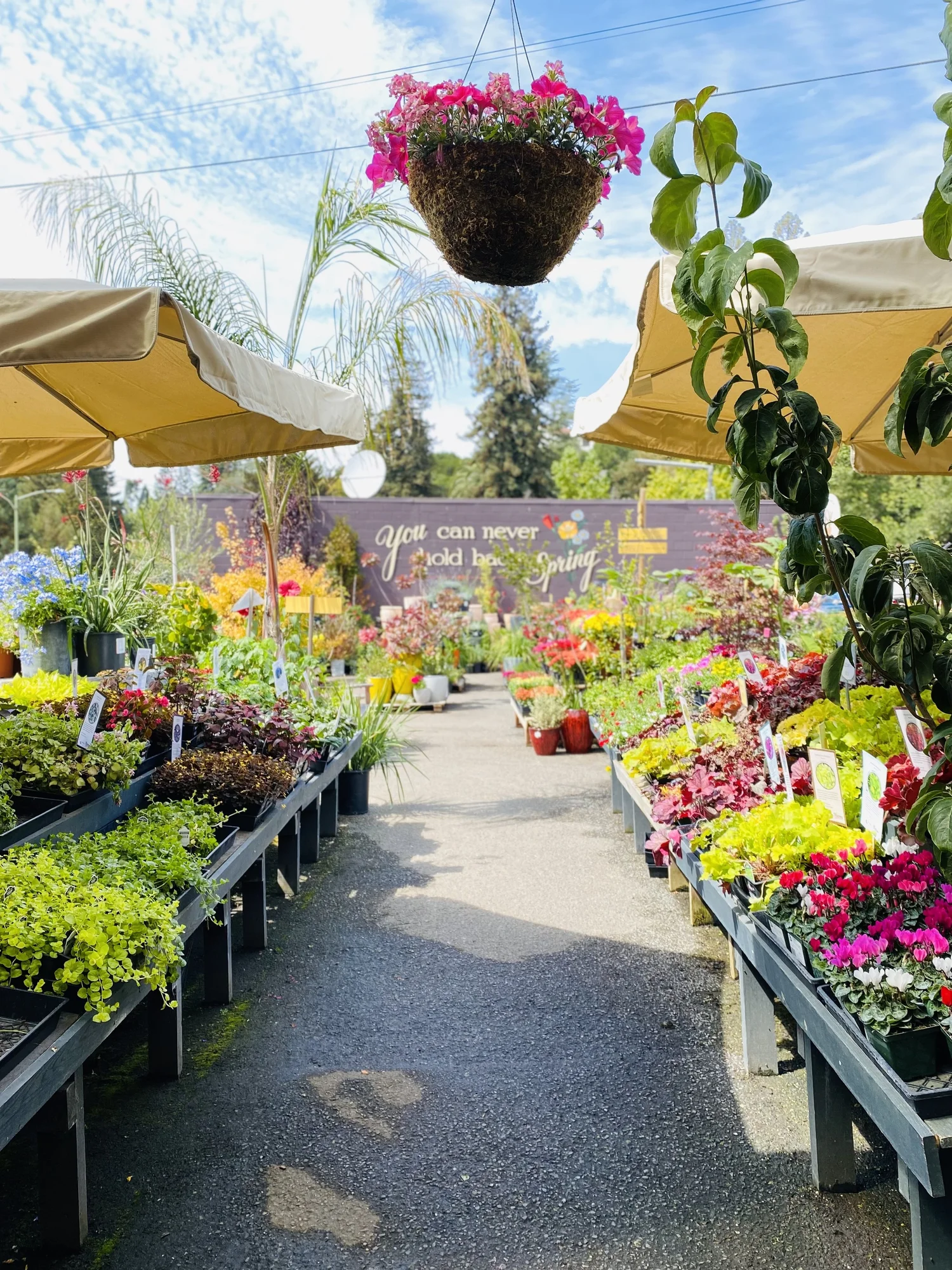 broadway terrace nursery