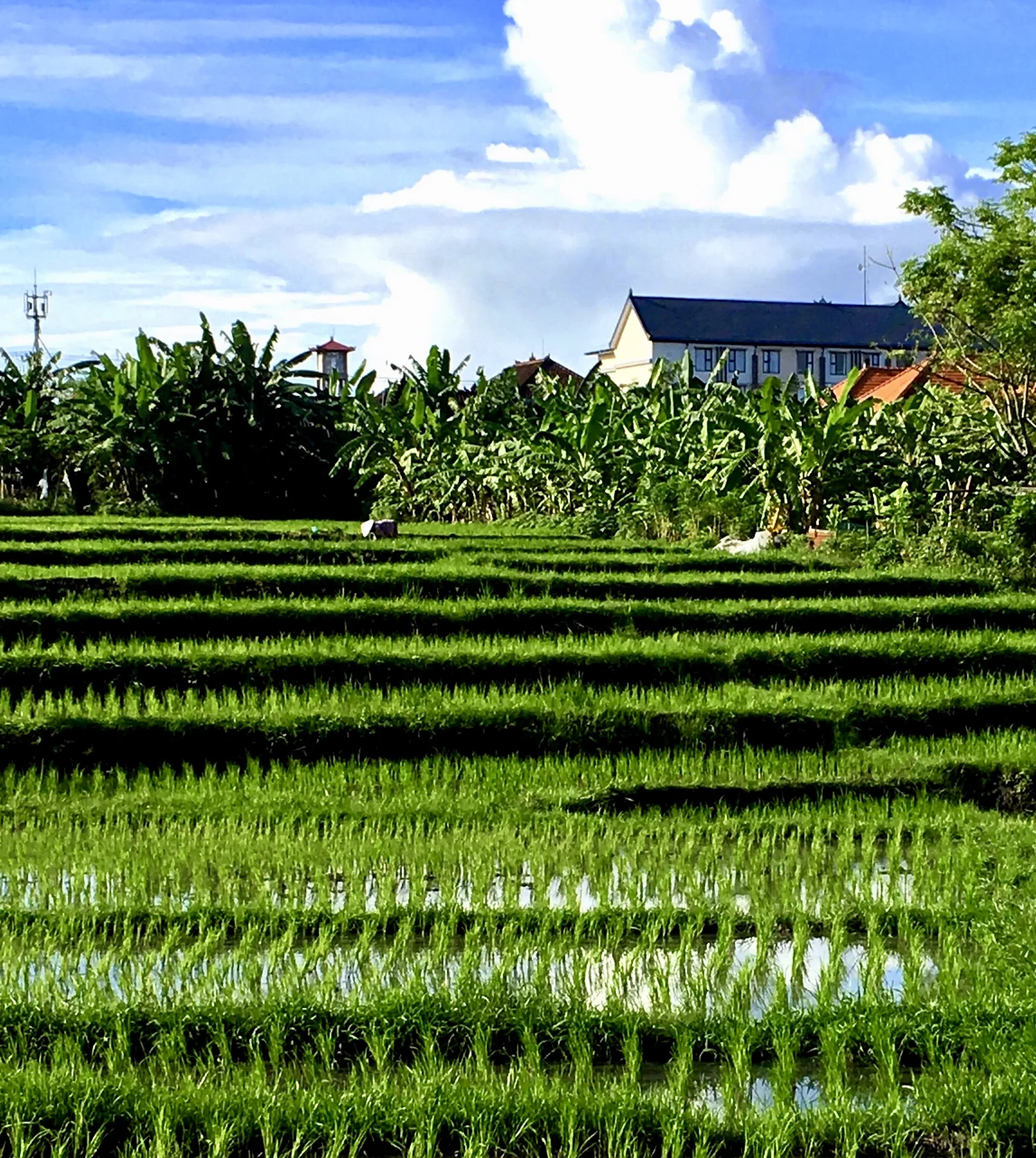 let's escape — ellie&co bali