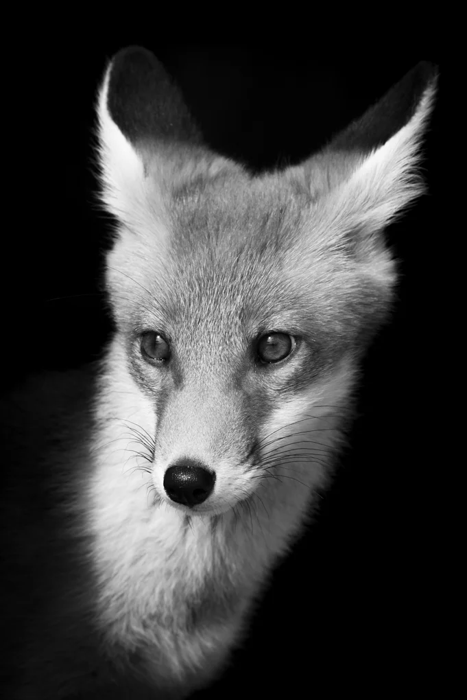 Fox Black And White Photography