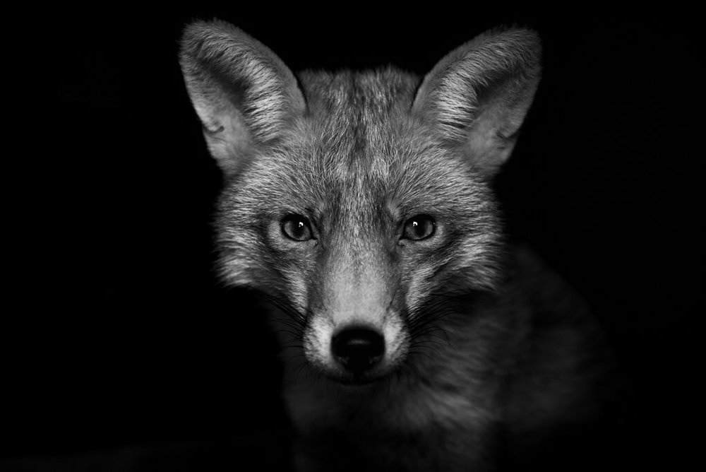 Fox Black And White Photography