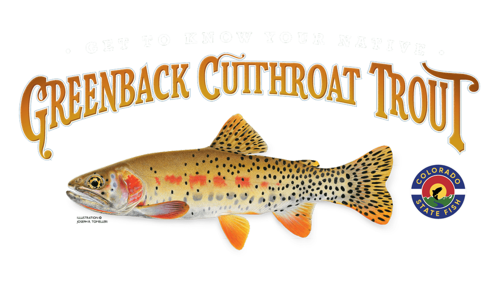 The Greenback Cutthroat — Colorado Trout Unlimited