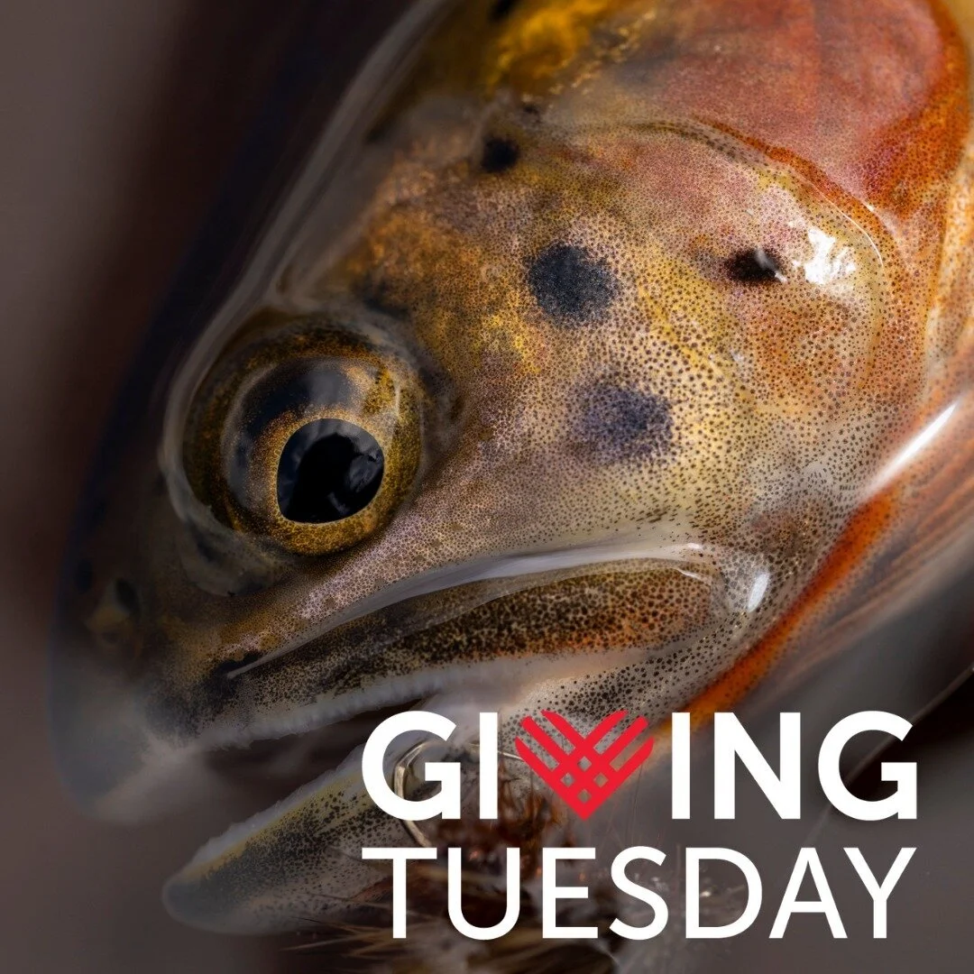 Behind the Fin: Greg Pohlman — Colorado Trout Unlimited