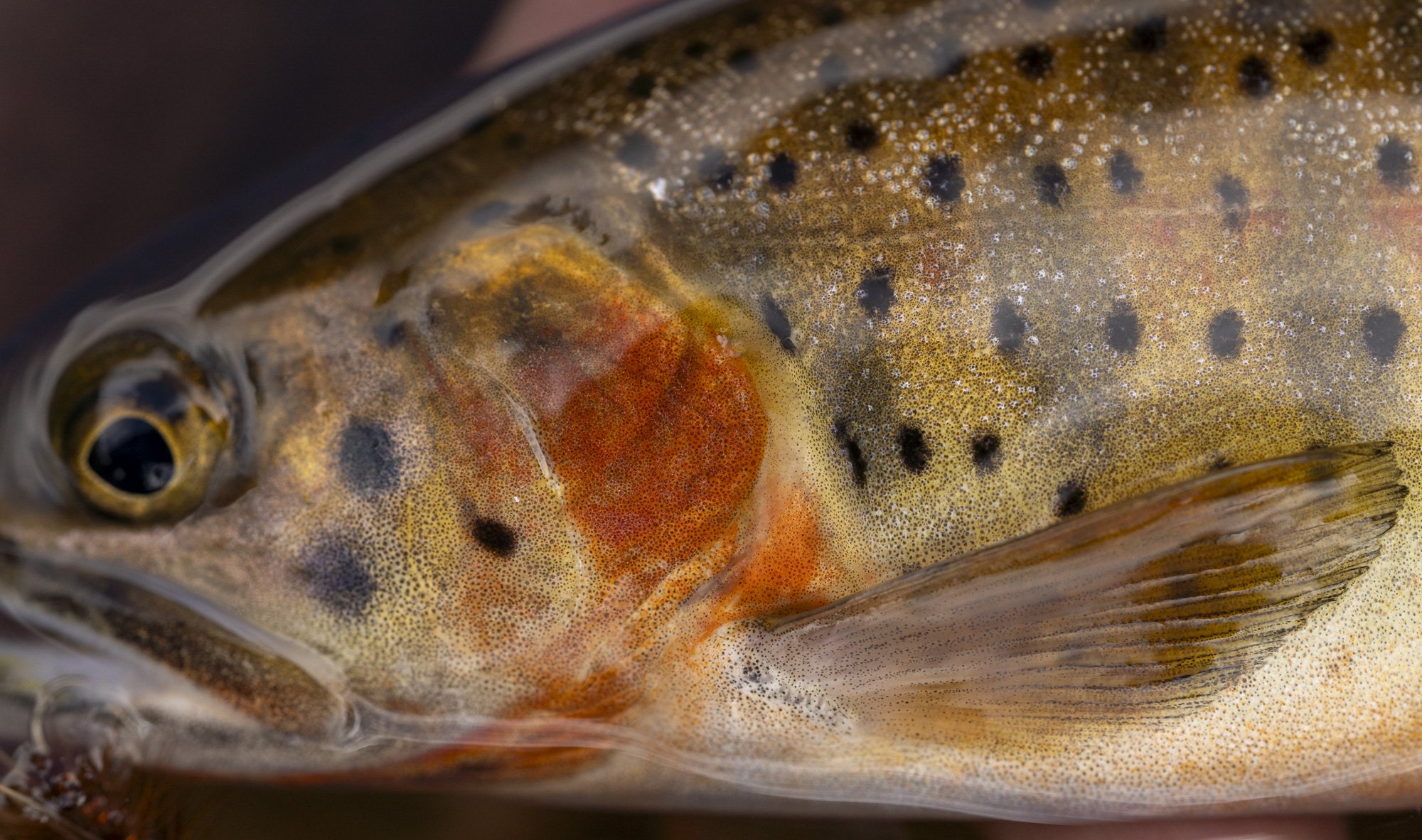 Colorado River Cutthroat Recovery — Colorado Trout Unlimited